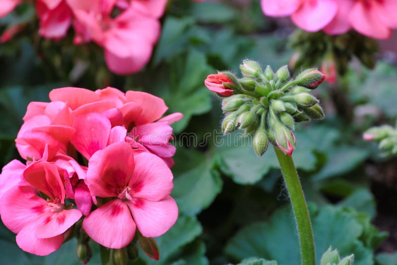 Close Up of Pink Geranium Flowers and Buds Stock Image - Image of color ...