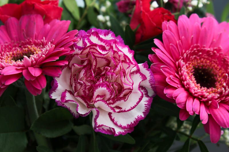 Close Up of Pink Gerbera and Pink Carnation Flowers Stock Image - Image ...