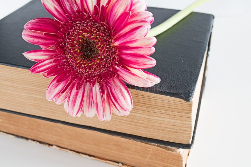 Close Up Pink Gerbera Daisy Flower at Book White Stock Image - Image of ...