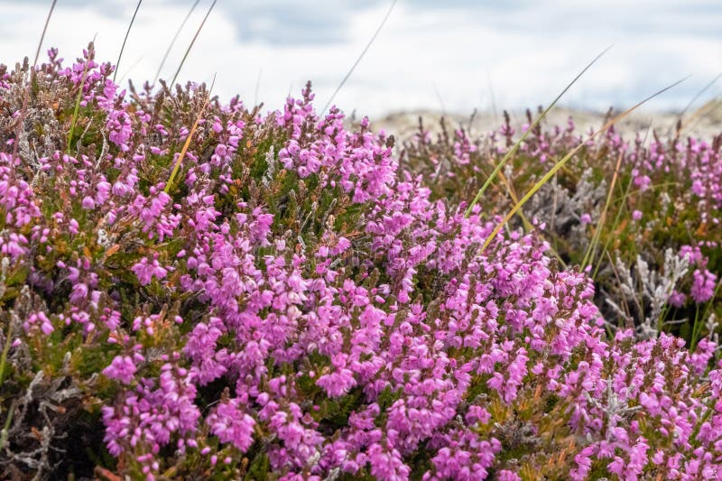 Close-up of Pink Heather Flowers Growing in Iceland Stock Photo - Image ...