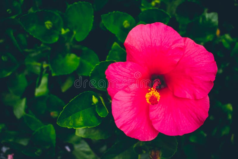 Pink flower chaba stock image. Image of flower, name - 60840321