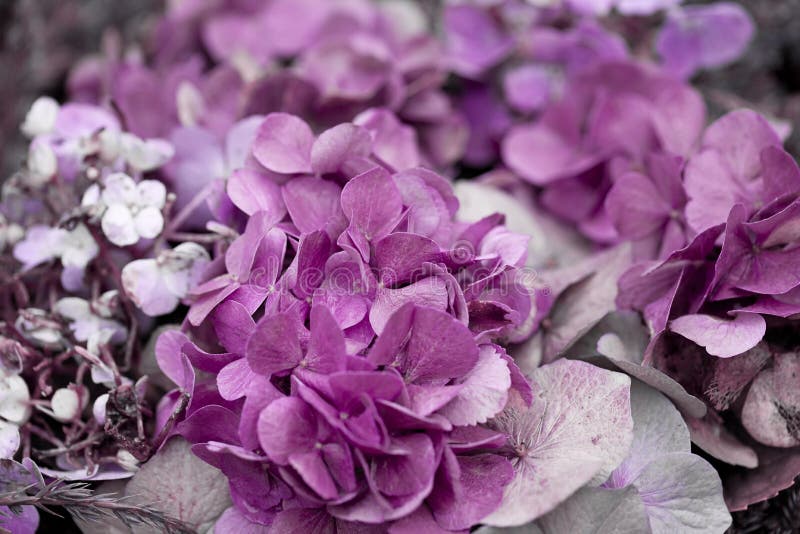 Close Up of Pink Hydragena stock photo. Image of pastel - 174829742