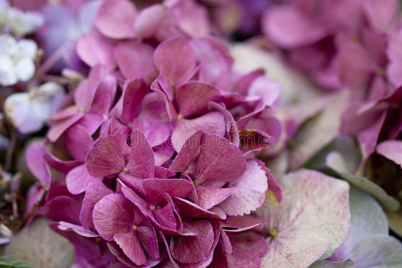 Close Up of Pink Hydragena stock photo. Image of gardenflower - 175599304