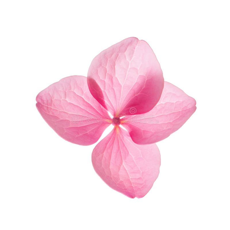 Close Up of a Pink Hydrangea Floret Isolated on a Transparent ...