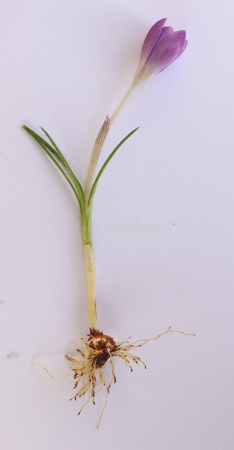 Close Up of Pink a Pink Isolated Crocus Stock Photo - Image of close ...