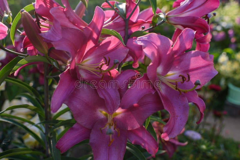 Close up of pink lilies stock image. Image of botany - 226647175