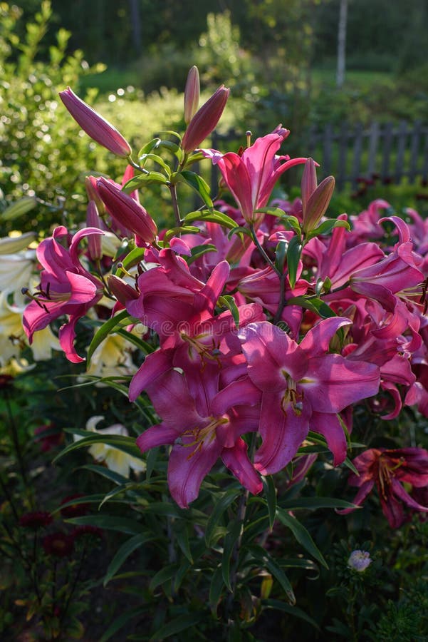 Close up of pink lilies stock photo. Image of closeup - 226647190