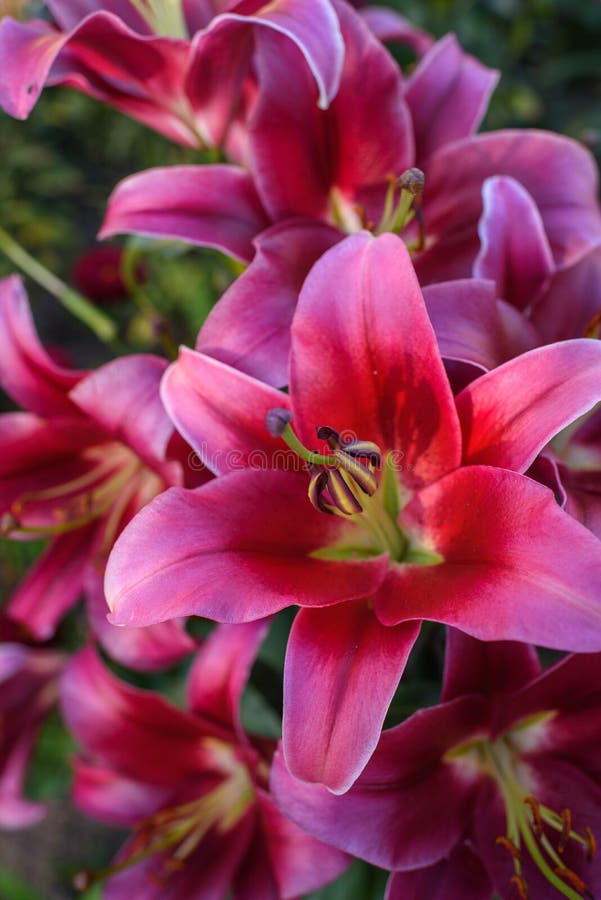 Close up of pink lilies stock image. Image of natural - 226647271