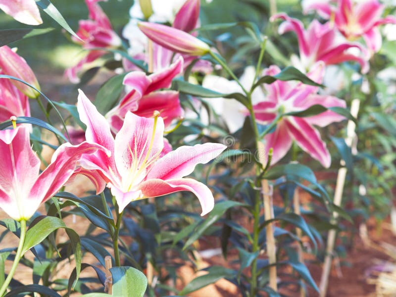 Close Up Pink Lily Flower at Farm Stock Photo - Image of fresh ...
