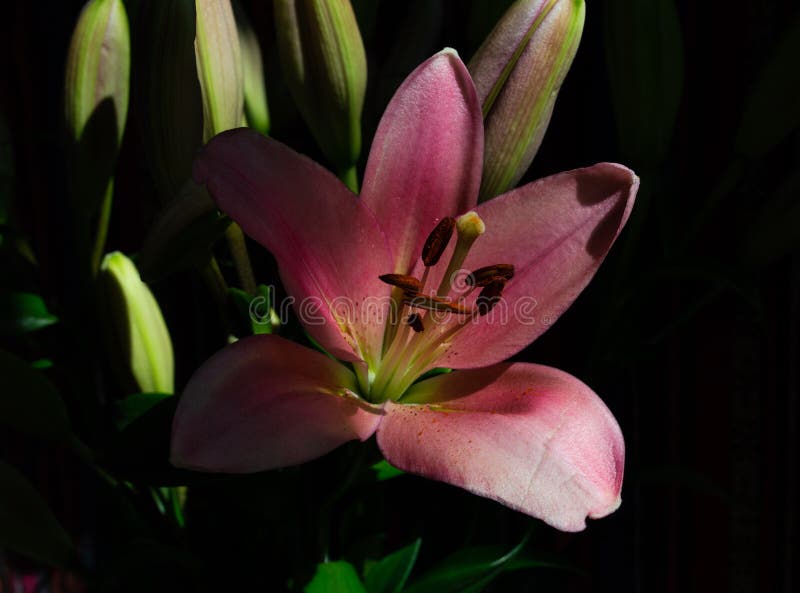 Close Up of a Pink Lily in the Shadow Stock Image - Image of shadow ...