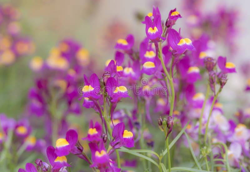 Linaria flowers stock image. Image of botanical, plant - 141467631