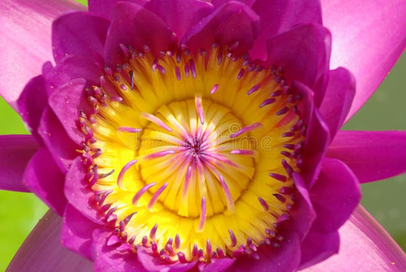 Close up pink lotus flower stock image. Image of plant - 40183319