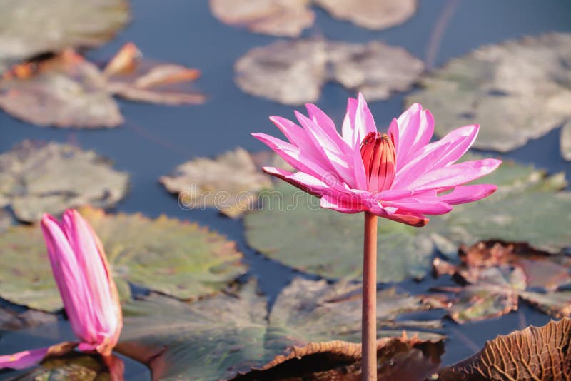 Pink Lotus Flowers and Insect in the Pool Stock Photo - Image of ...