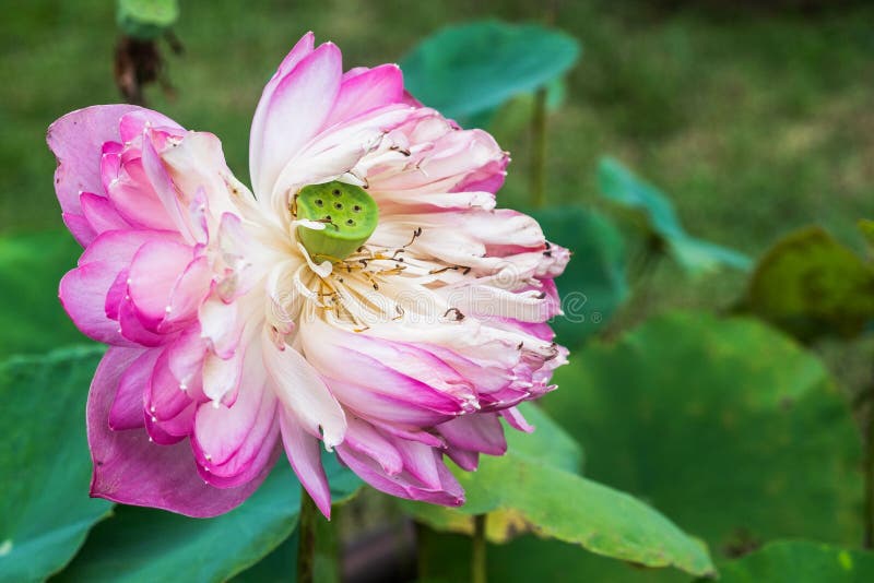 Close up pink lotus wilted stock image. Image of green - 100737873
