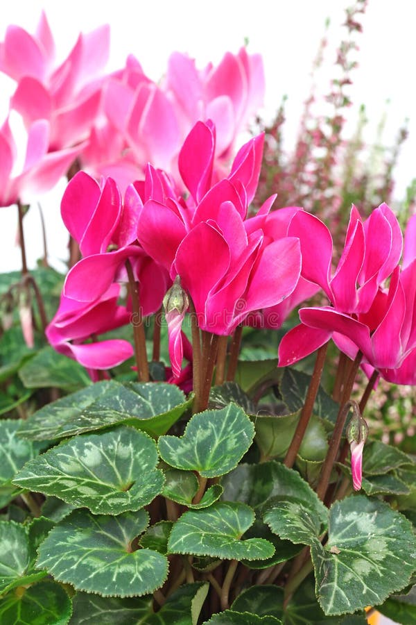 Close Up of Pink Mini Cyclamen Flowers Stock Image - Image of white ...