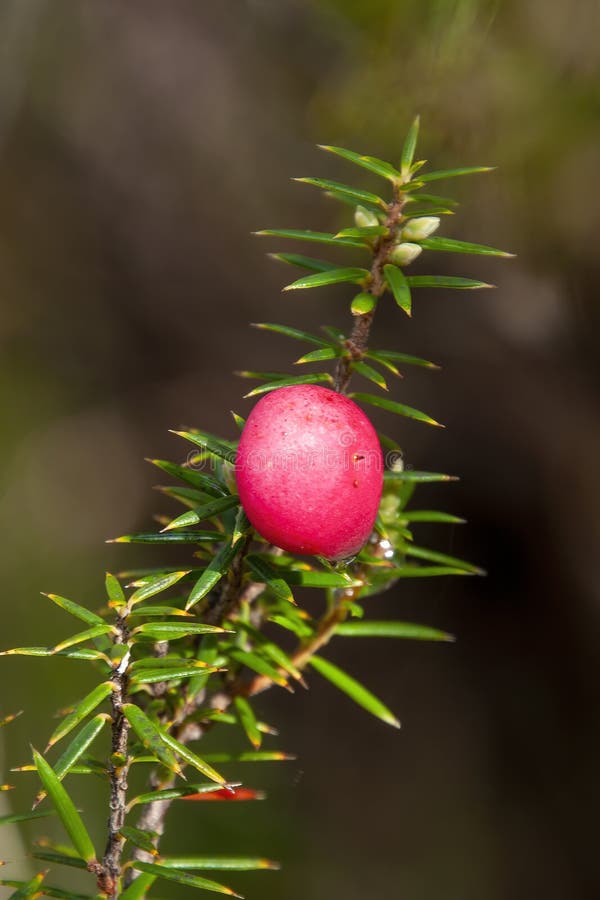 Australian Native Edible Plants Stock Photos - Free & Royalty-Free ...