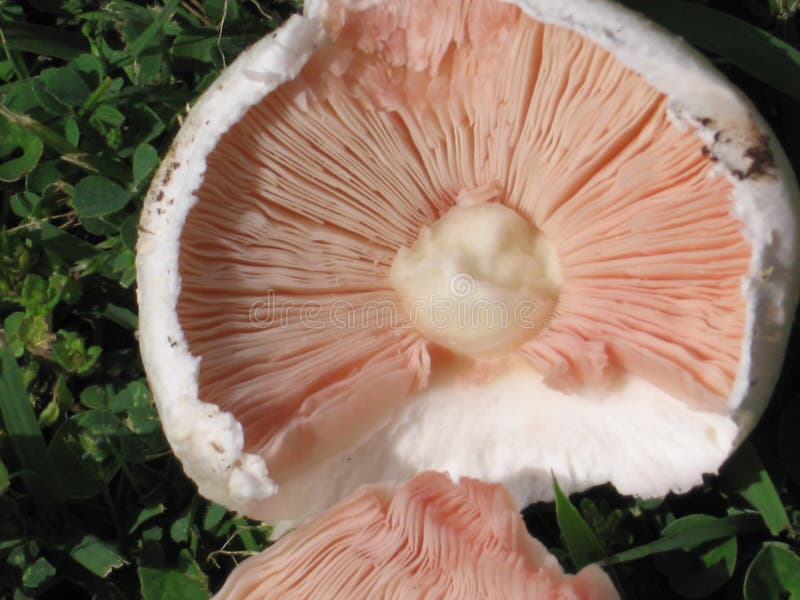 Pink mushroom stock photo. Image of green, mushroom, natural - 1150044