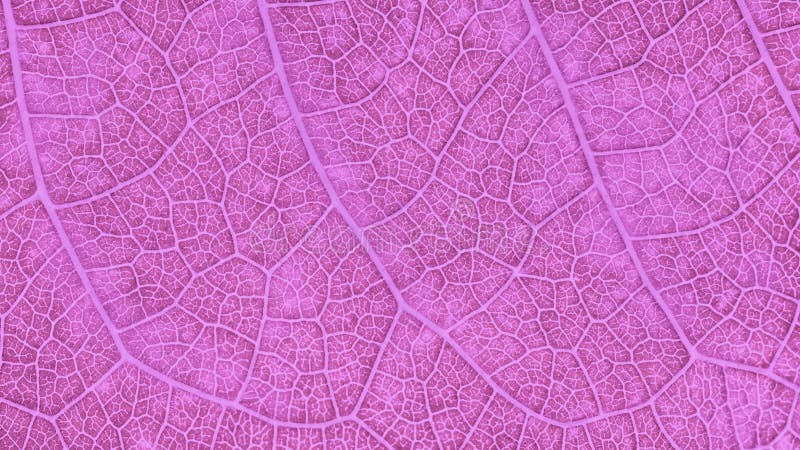 Close Up of Pink Pastel Leaf. Abstract Pink Texture Background Stock ...