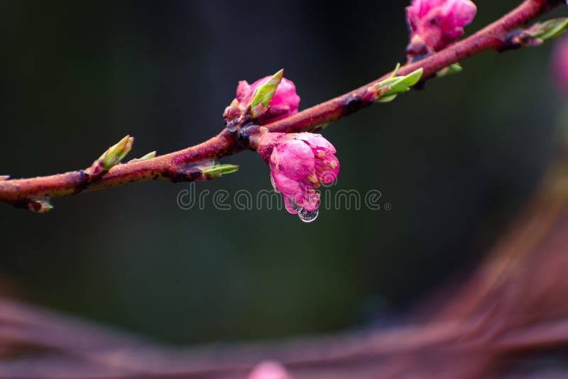 Close Up of Pink Peach Tree Blossoms after Rain Stock Photo - Image of ...