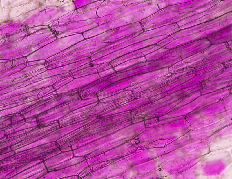 Microscopic Plant Cells Stock Photos - Download 1,135 Royalty Free Photos