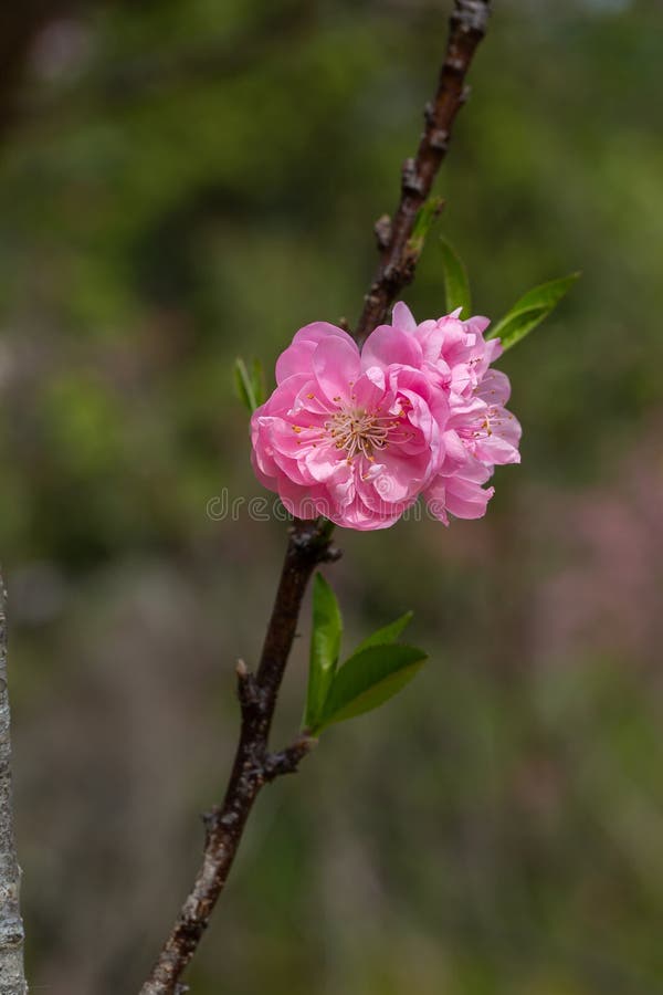 Close Up of Pink Plum Flower Blooming in Spring. Selective Focus Stock ...