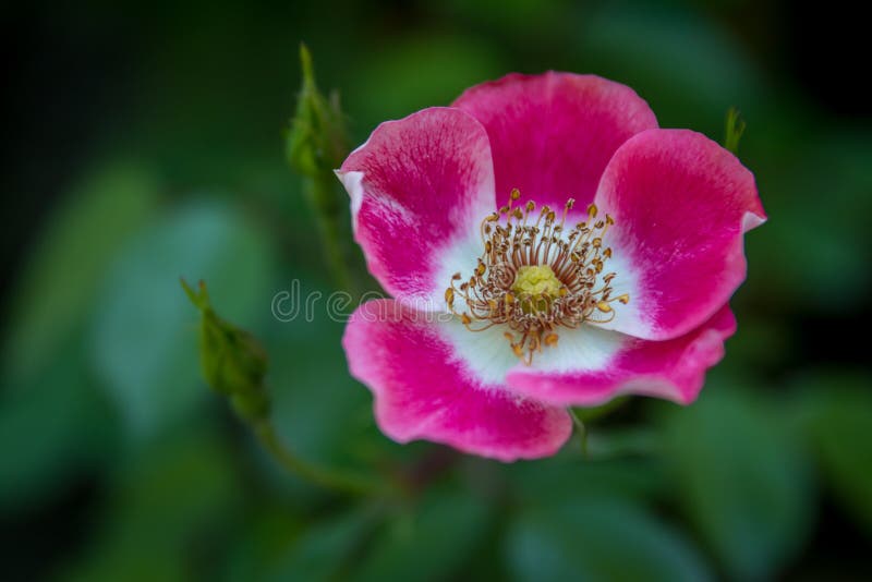 Close Up of Pink Prairie Rose Flower with Shallow Depth of Field Stock ...