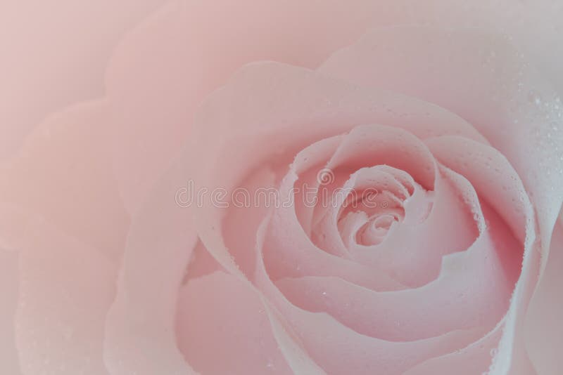 Close Up of Pink Rose on Pink Background. Soft Filter Stock Photo ...