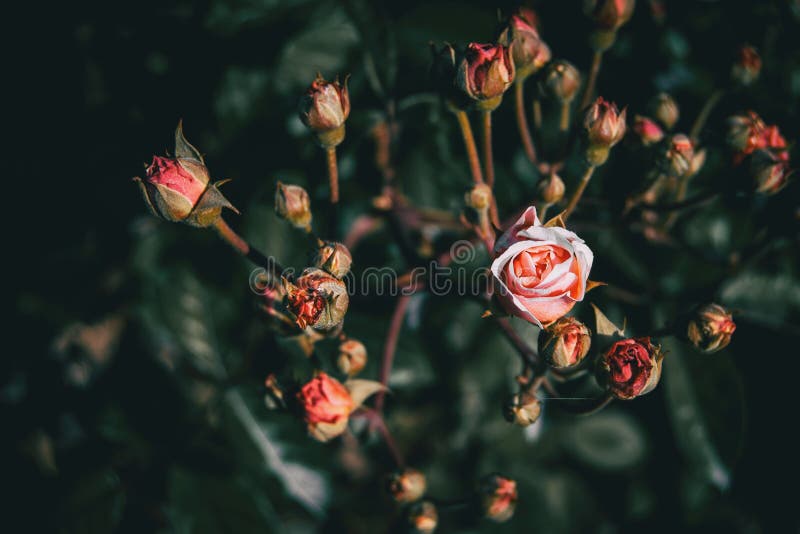 Close-up of a Pink Rose Blooming in a Bunch Full of Buds Stock Photo ...