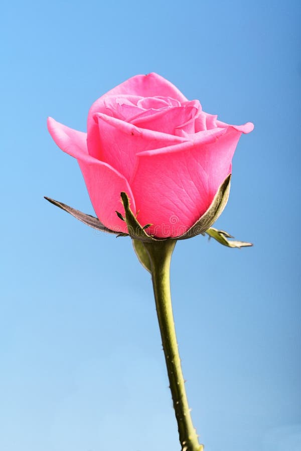 Close-up of Pink Rose on Blue Background Stock Photo - Image of ...