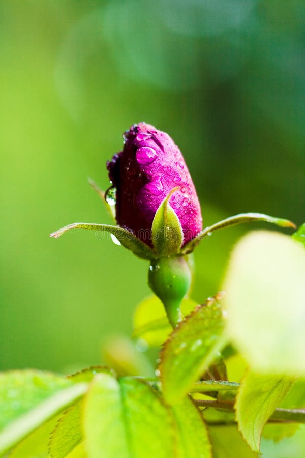 Close-up of pink rose bud stock photo. Image of decor - 7213806