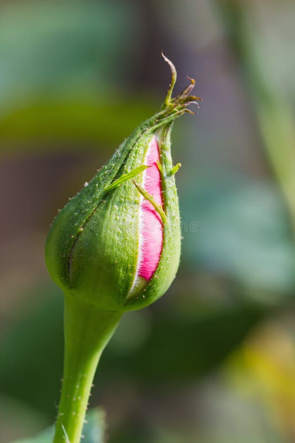 Red rose bud stock photo. Image of drop, bloom, flowers - 31318244