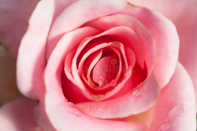 Close up of pink rose stock image. Image of affection - 252890281