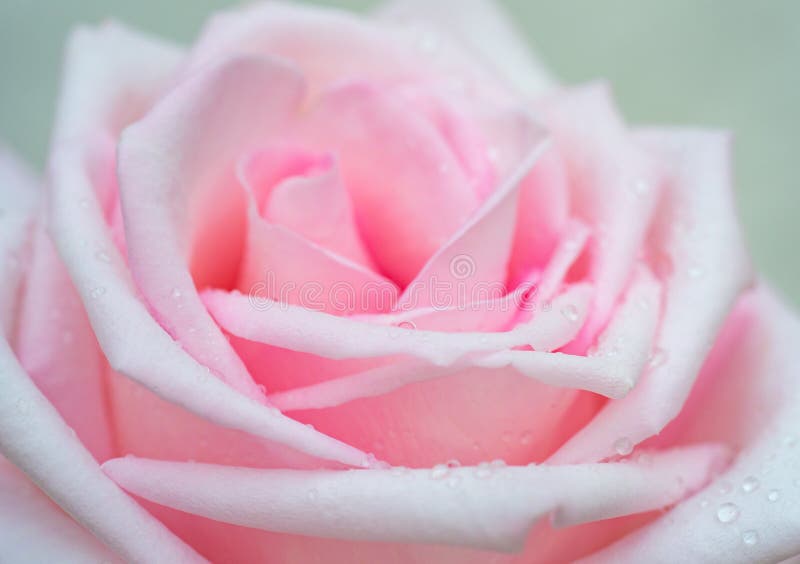 Close-up of Pink Rose with Drops of Dew on Petals. Side View Stock ...