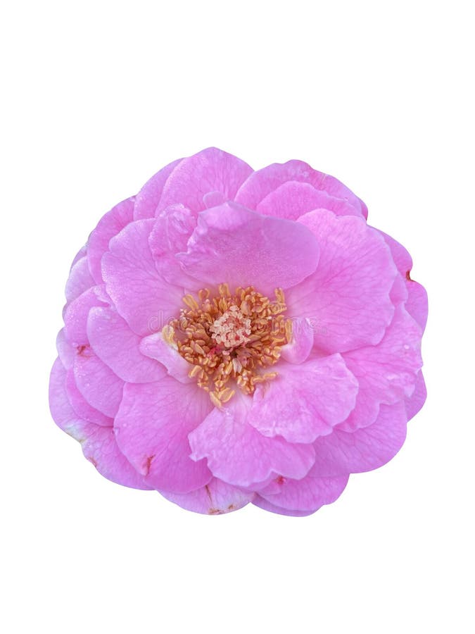 Pink Rose Flower on White Background Stock Illustration - Illustration ...