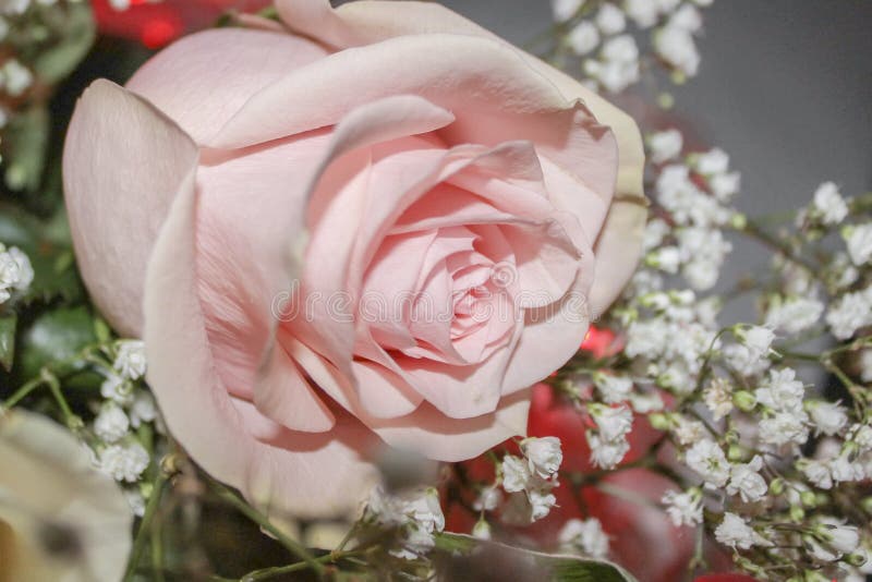 Close-up Pink Rose and Gypsophila Stock Photo - Image of flower, girl ...
