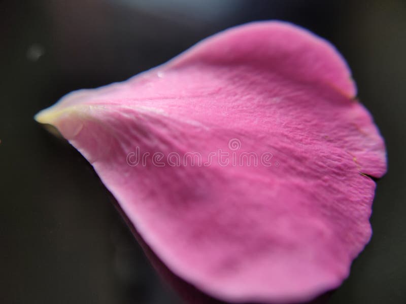 Single Rose Petal on a Surface Stock Image - Image of single, hand ...