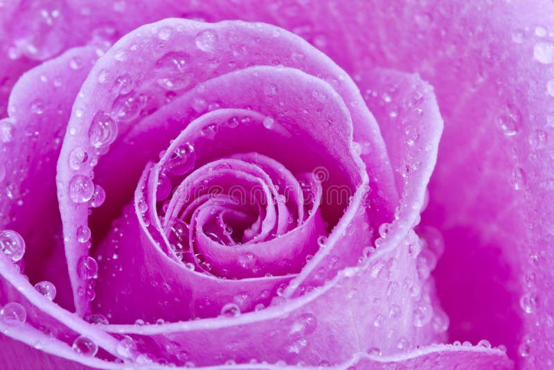 Close Up of a Pink Rose with Rain Drops Stock Photo - Image of plant ...