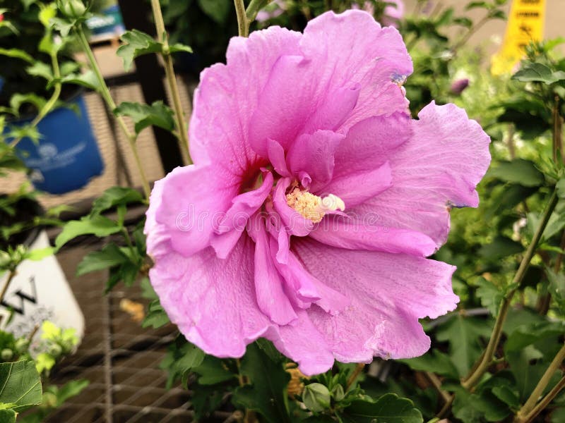 Pink Rose of Sharon Flower Outdoors Stock Photo - Image of plant ...