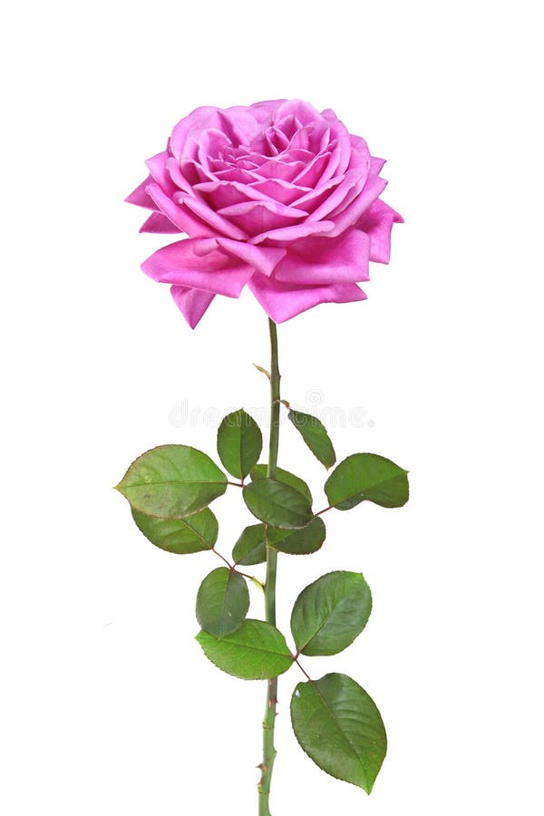 Close-up of Pink Rose with Stem and Leaf Stock Image - Image of ...