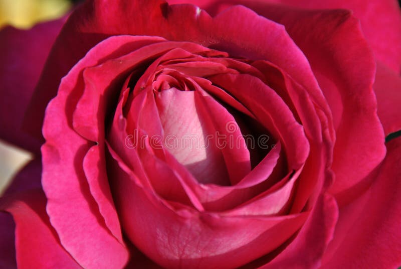Close Up of a Pink Rose in the Sunshine Stock Image - Image of spring ...