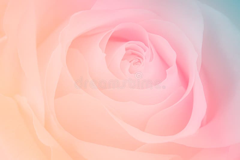 Close Up of Pink Rose on Sweet Background. Soft Filter Stock Photo ...