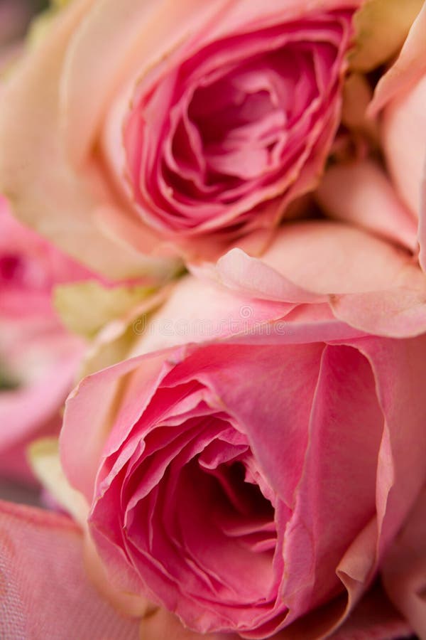 Close-up of pink roses stock image. Image of petal, beautiful - 88462273