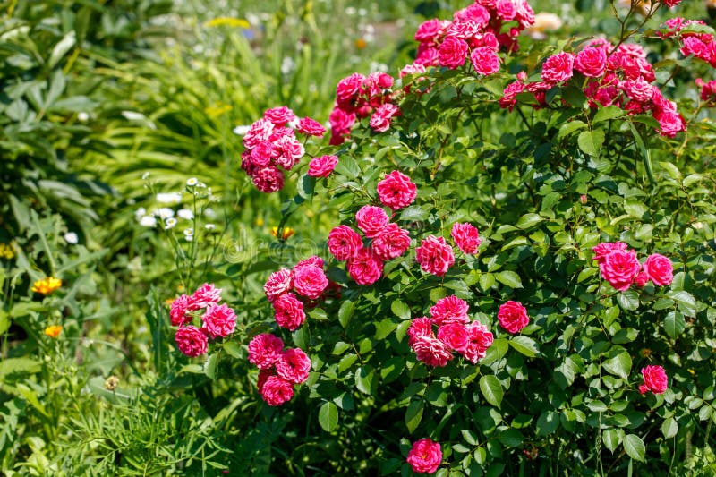 Close-up of Pink Roses in Nature Stock Image - Image of blooming ...