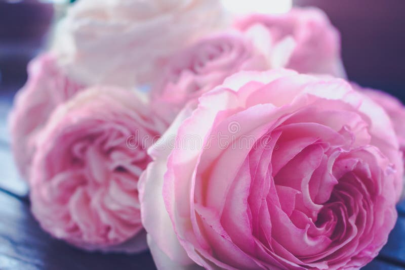 Close Up of Pink Roses in Soft Light Stock Photo - Image of brilliant ...