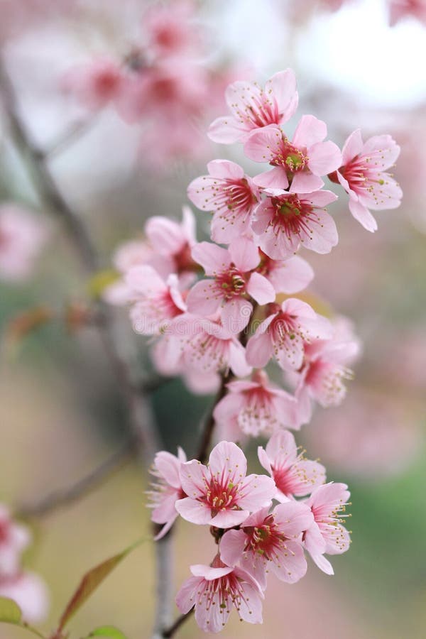 Close up pink sakura stock photo. Image of health, orchard - 37379142