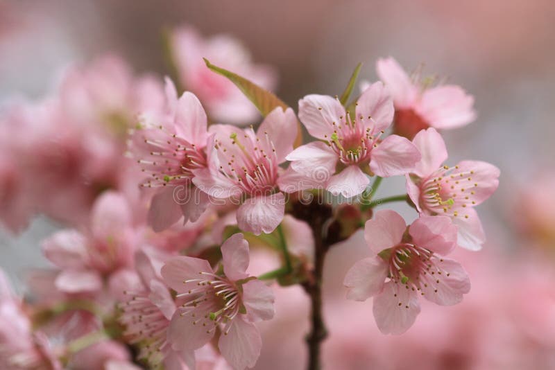 Close up pink sakura stock image. Image of cherry, delicate - 37396899