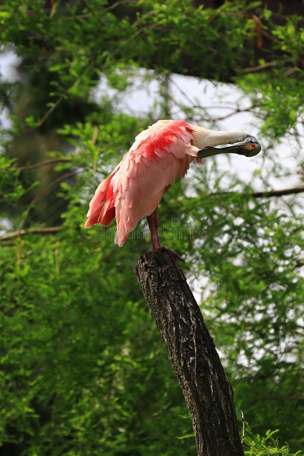 Big Pink Spoonbill Flying with Wings Bent Forward Stock Photo - Image ...