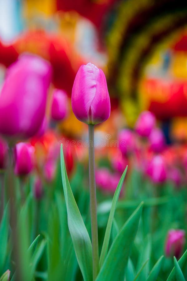 Tulip close-up stock illustration. Illustration of tulips - 133656896