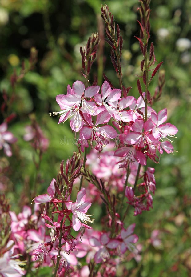 Pink and White Gaura Flowers Stock Photo - Image of stamen, gaura ...
