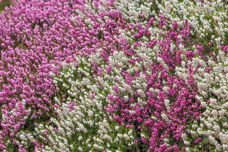 Close Up of Pink and White Heather Flowers in Full Bloom Stock Image ...